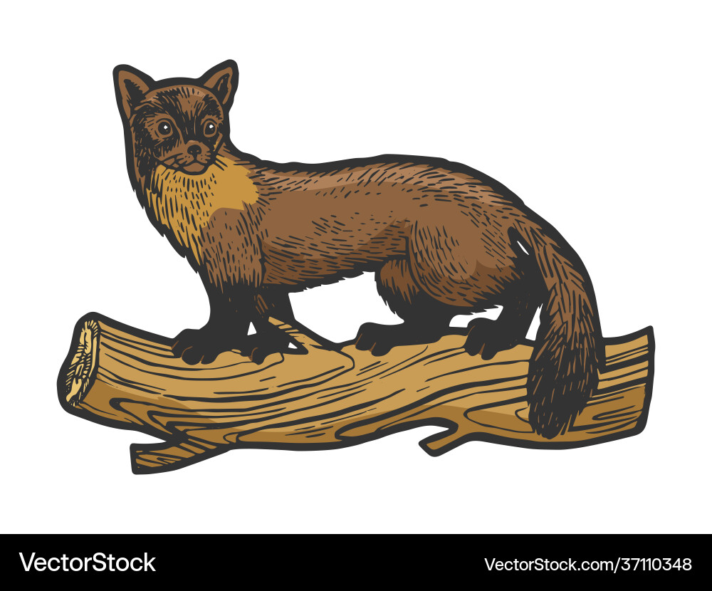 Marten animal sketch engraving Royalty Free Vector Image