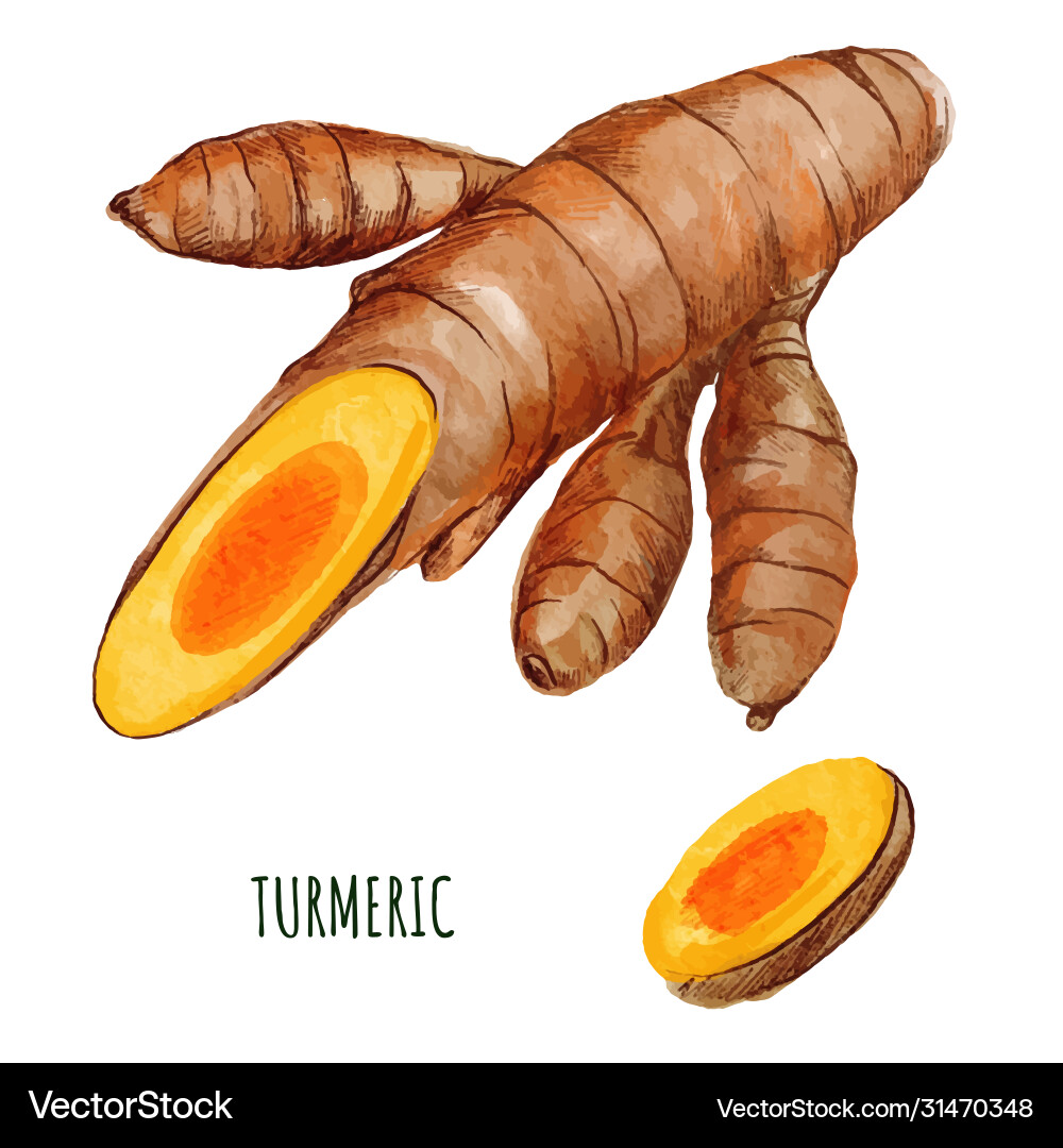 Turmeric root with small sliced piece hand drawn Vector Image