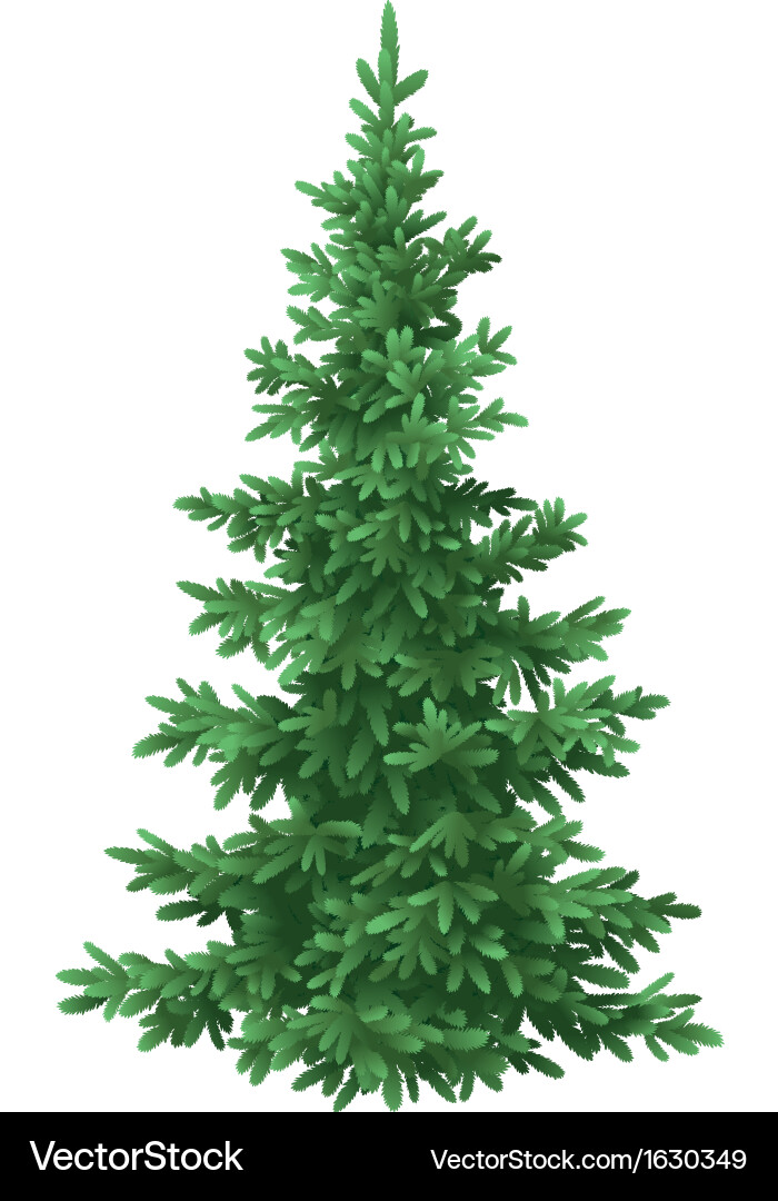 Christmas fir tree isolated Royalty Free Vector Image