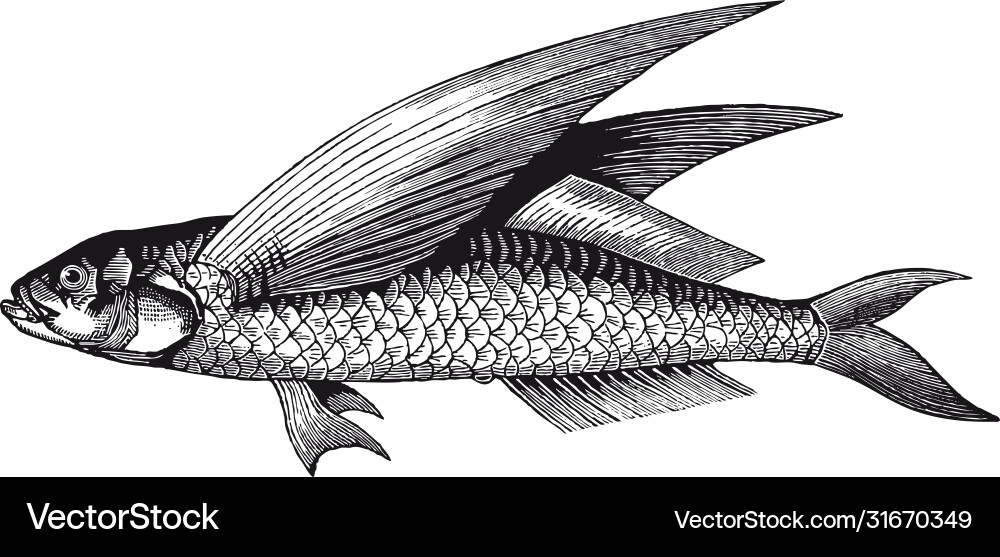 High detail flying fish engraving Royalty Free Vector Image