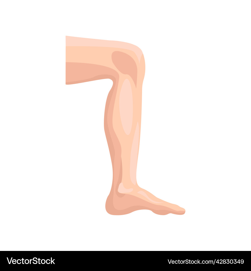 Male leg flat icon colored element from body Vector Image