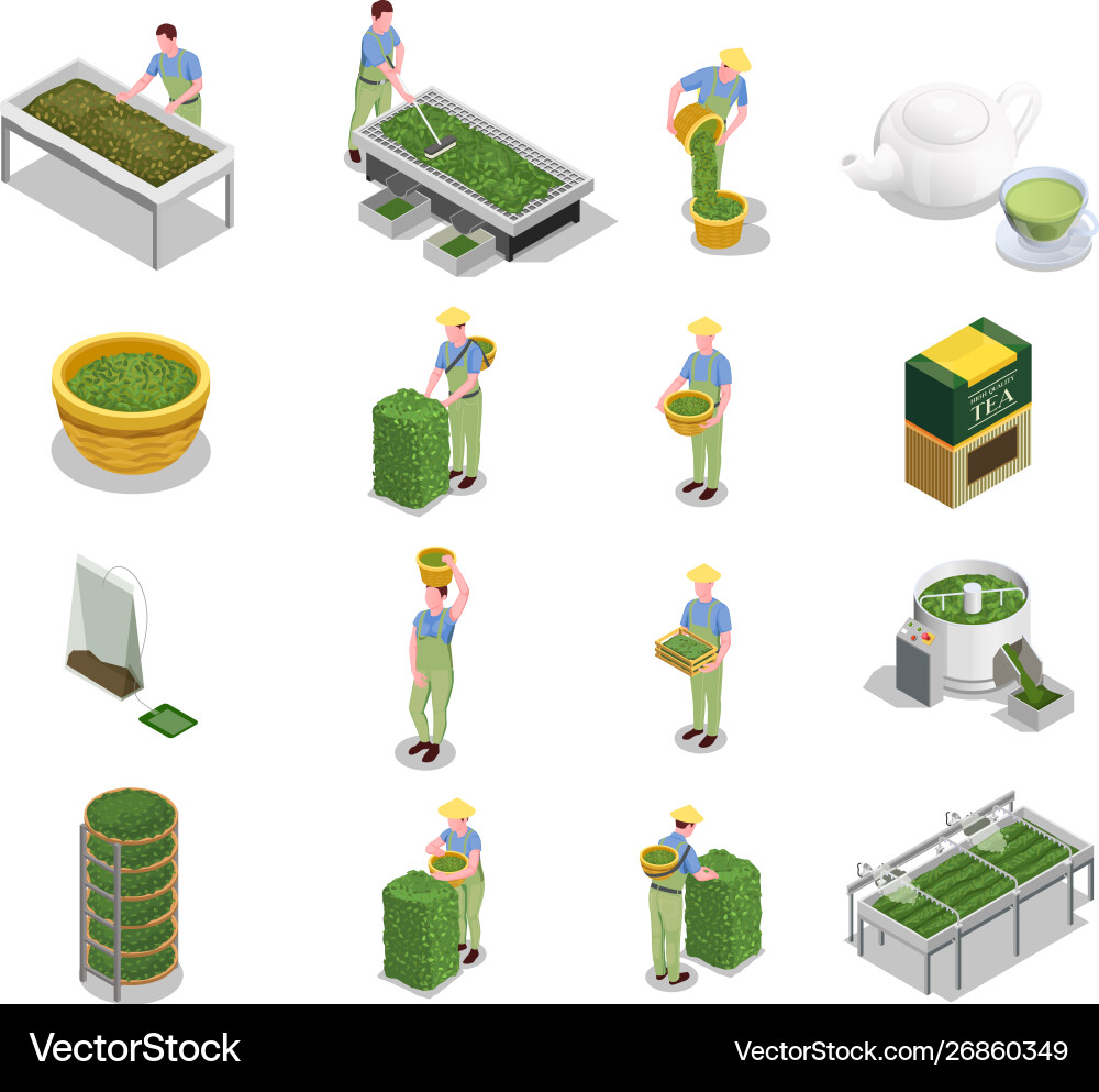 Tea production steps isometric icons Royalty Free Vector