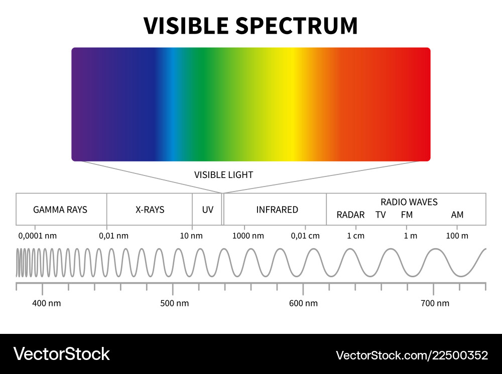 Visible light diagram color electromagnetic Vector Image