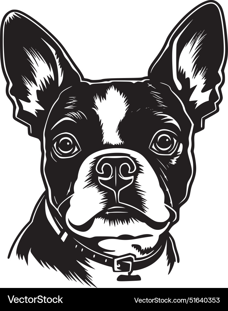 Boston terrier - minimalist and flat logo Vector Image