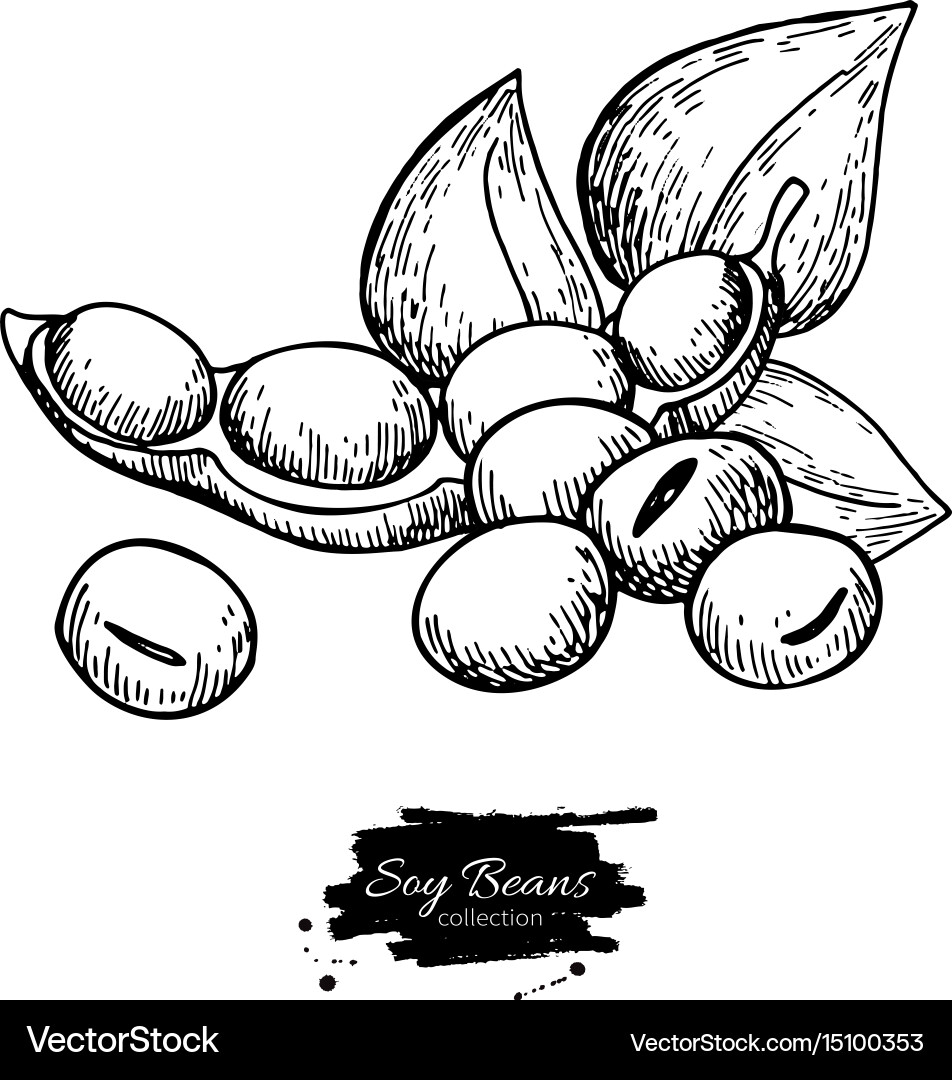 Soybean Pod Close-Up Royalty Free Vector Image