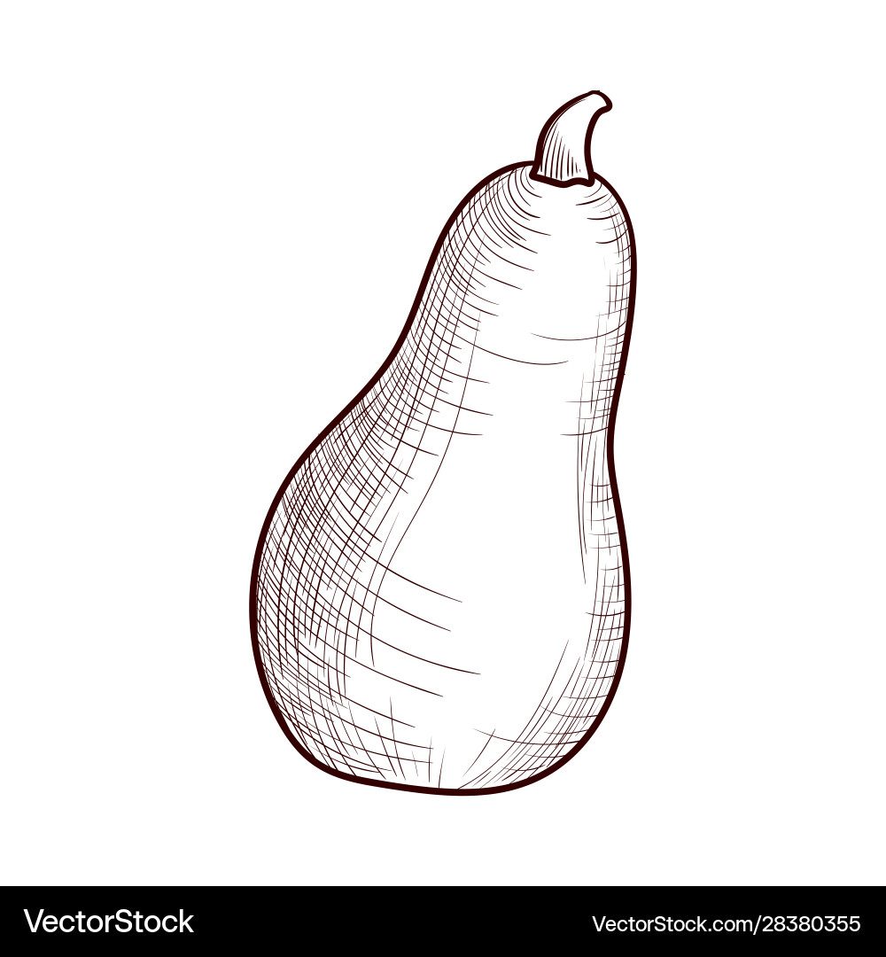 Drawing butternut squash Royalty Free Vector Image