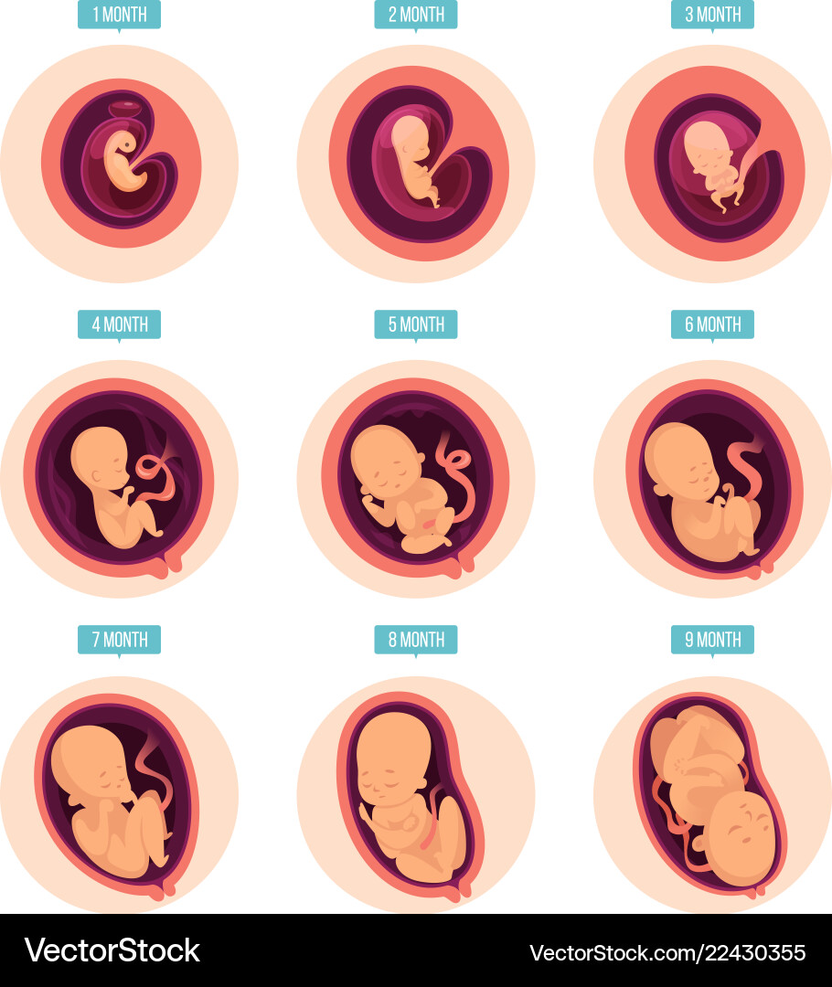 Human Embryo Development Stages Royalty Free Vector Image