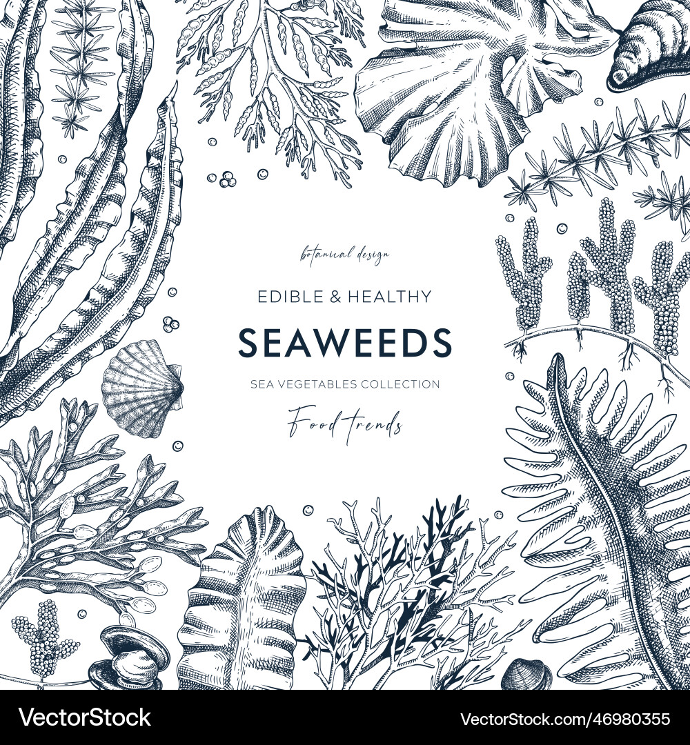 Seaweed card design in sketch style edible algae Vector Image