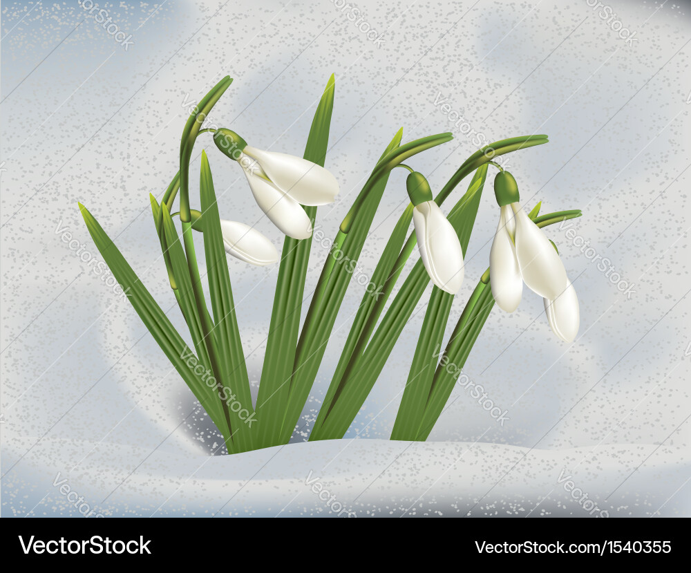 Snowdrops in snow Royalty Free Vector Image - VectorStock