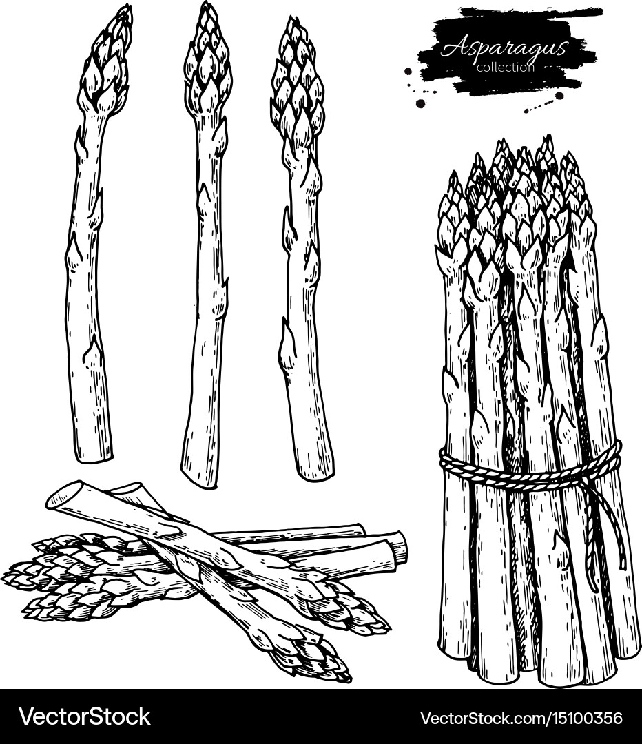 Asparagus hand drawn isolated Royalty Free Vector Image