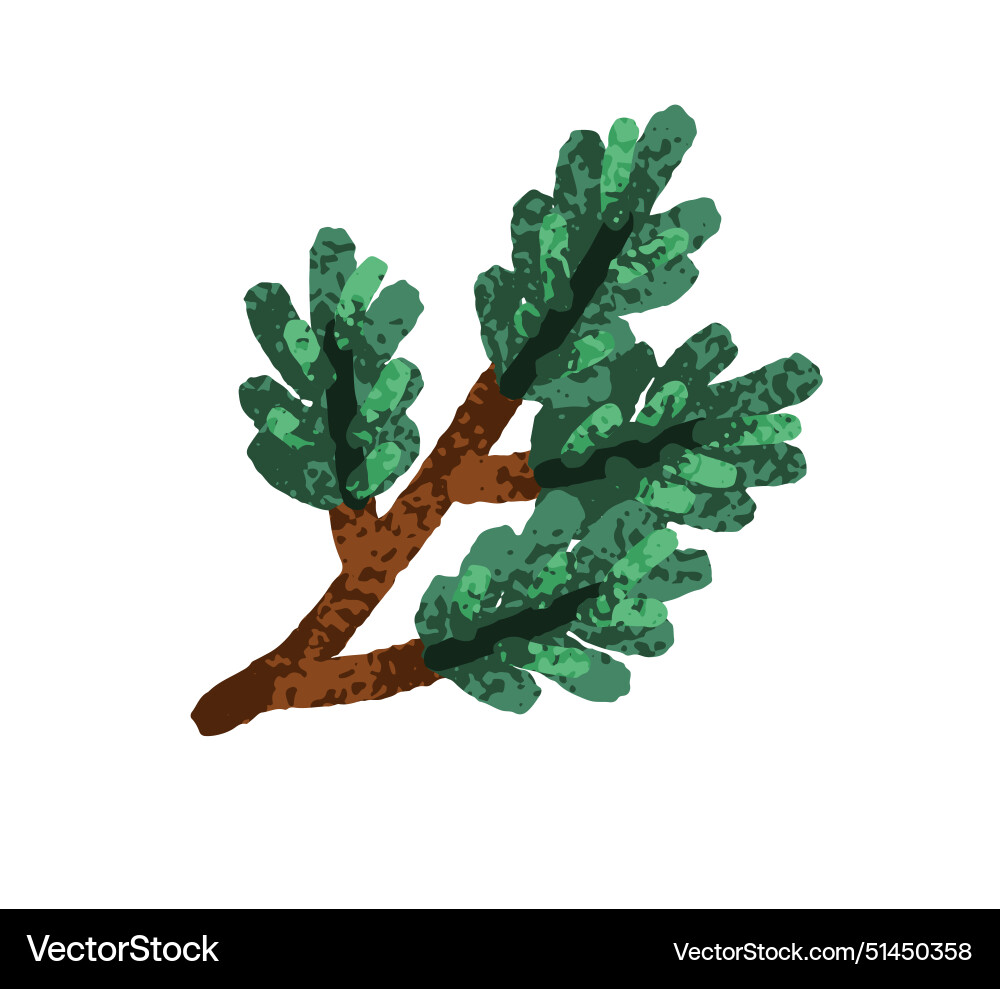 Fir tree branch green needles spruce twig Vector Image