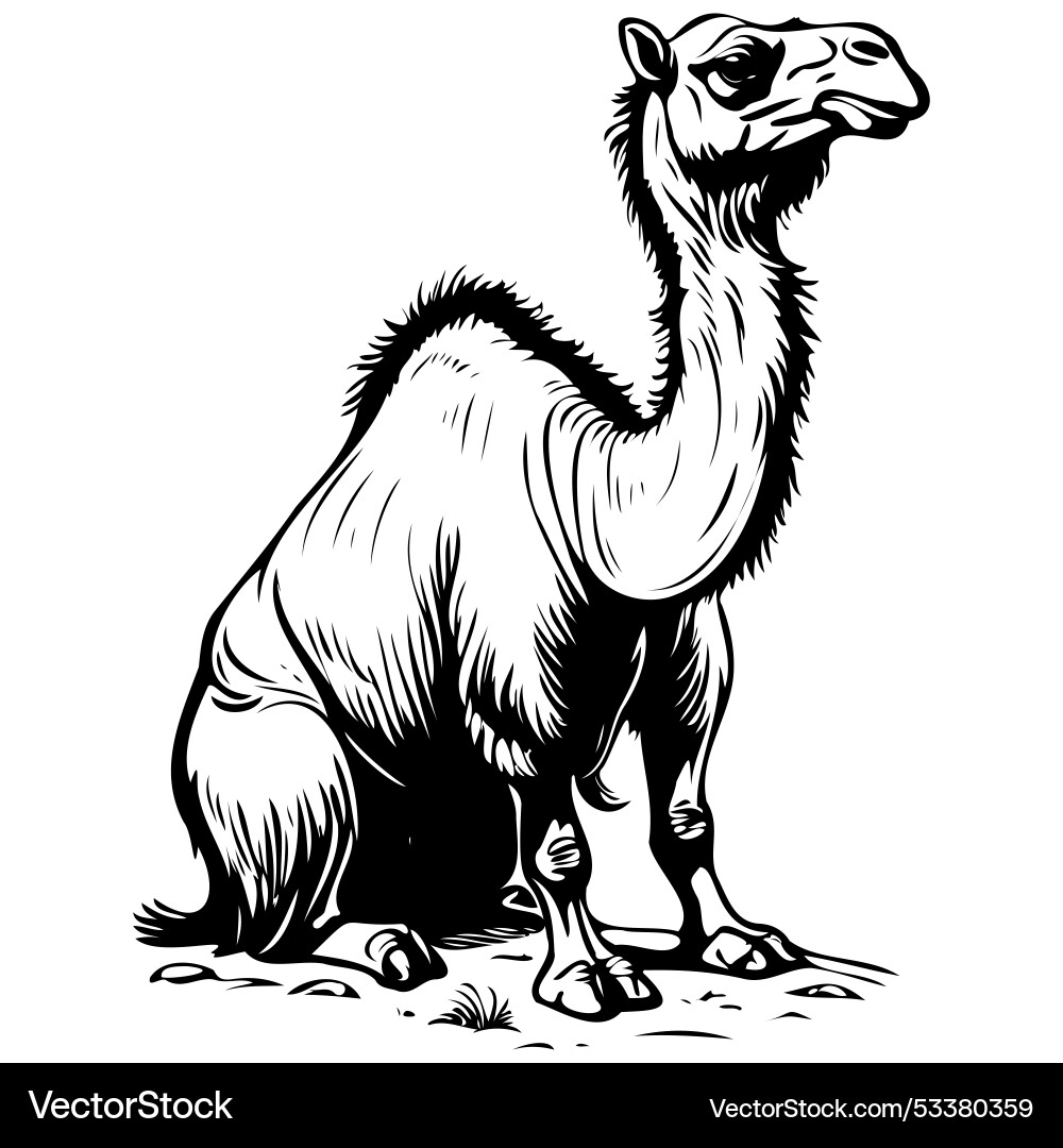 Black bactrian camel sitting drawing vintage Vector Image