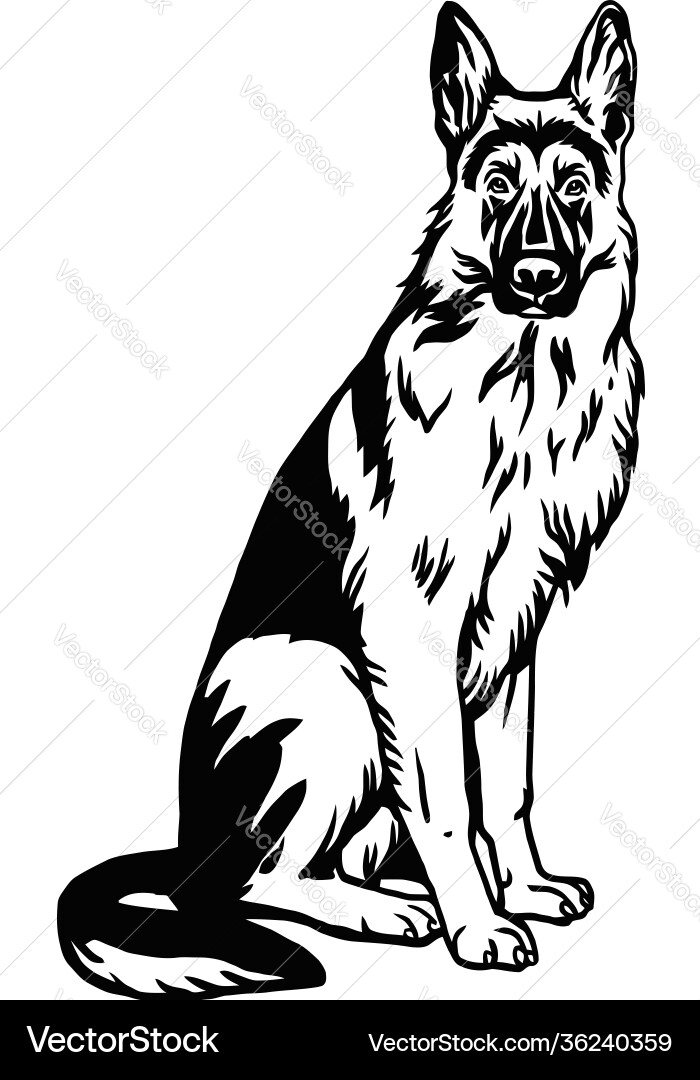 German shepherd dog sitting pose- isolated Vector Image