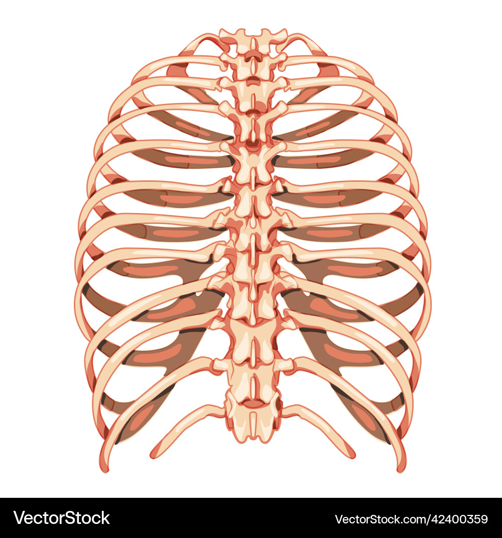 Rib cage skeleton human bones system back view Vector Image