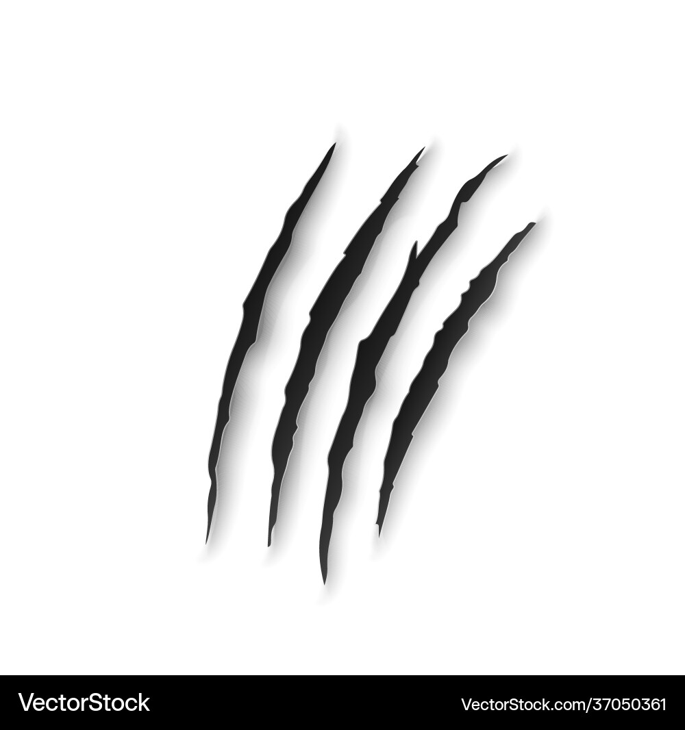 Tiger claw marks scratches predator nails trail Vector Image