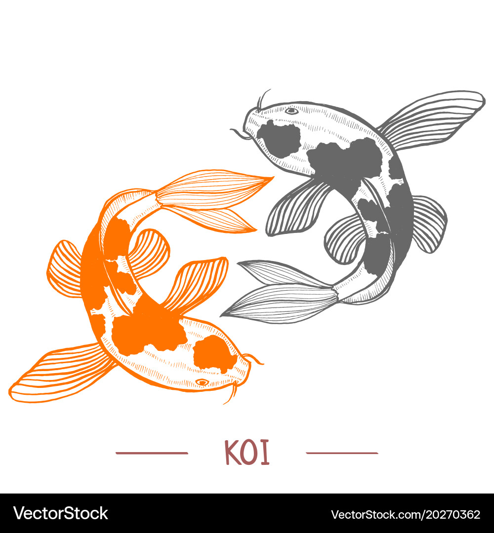 Karp koi in hand drawn style Royalty Free Vector Image