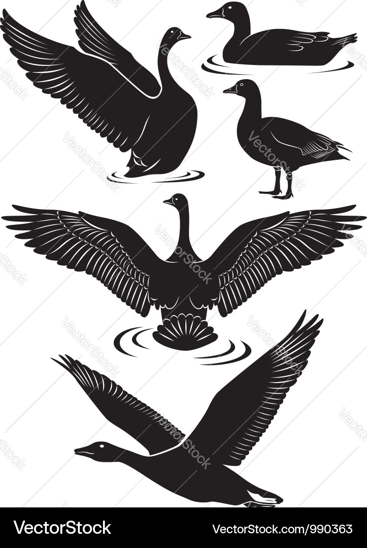 Geese Royalty Free Vector Image - VectorStock