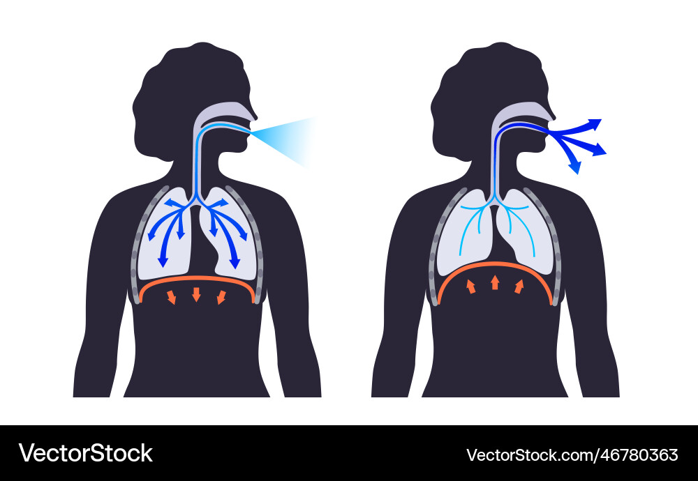 Human Breathing Process Poster Royalty Free Vector Image