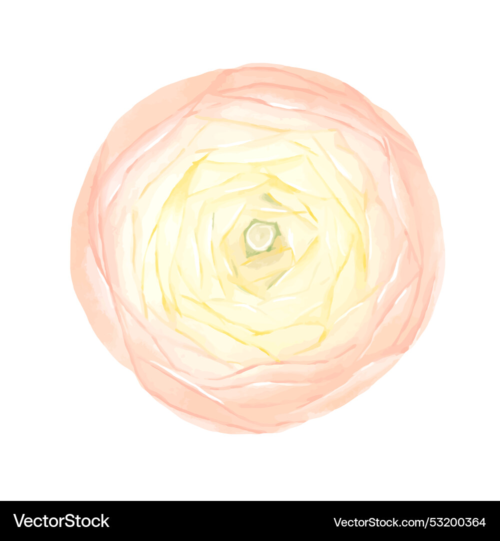 Ranunculus flower top view watercolor hand drawn Vector Image