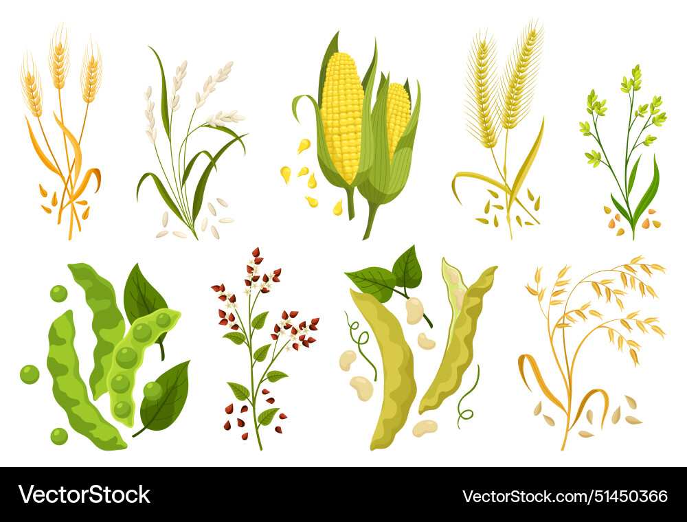 Cereal Grain Icons - Plants & Harvest Vector Image