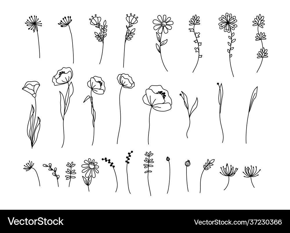 Hand Drawn Wildflower Doodle Royalty Free Vector Image