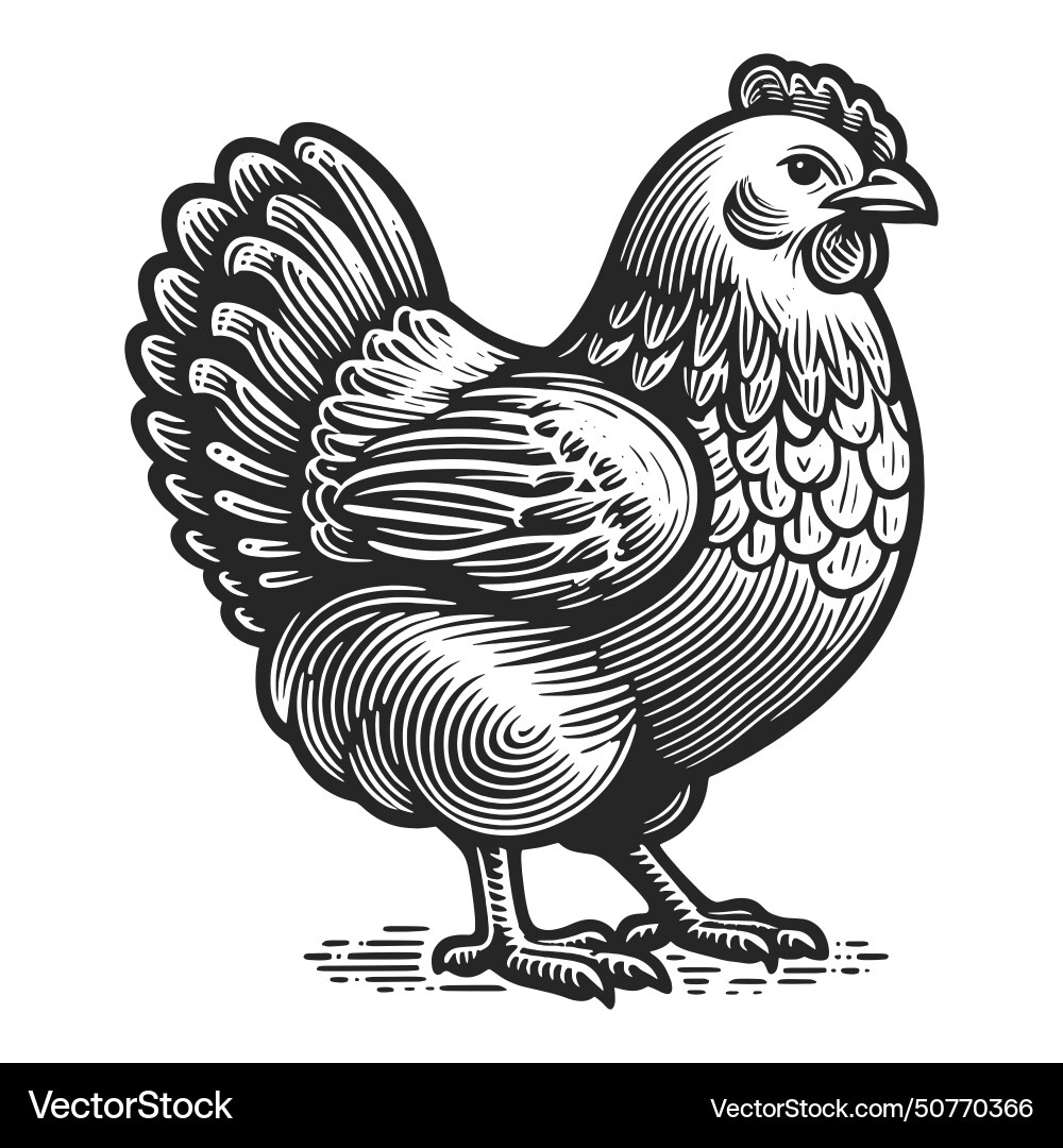 Hen chicken engraving sketch Royalty Free Vector Image