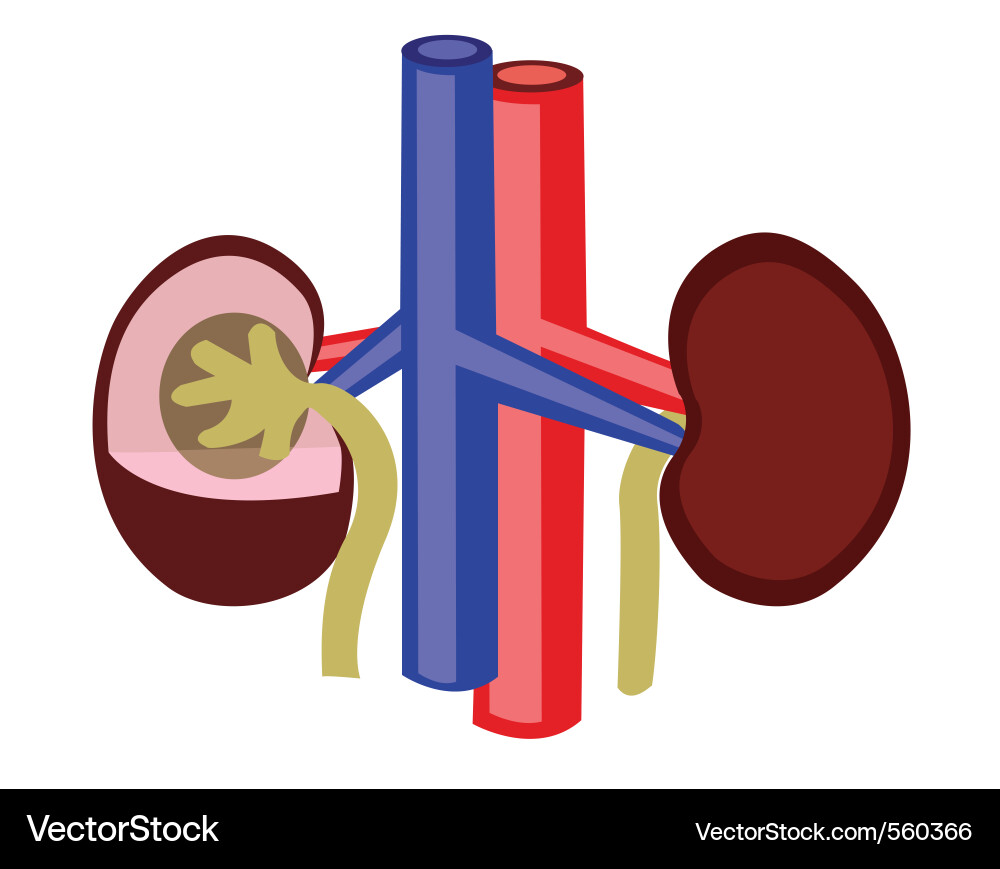 Human kidney Royalty Free Vector Image - VectorStock