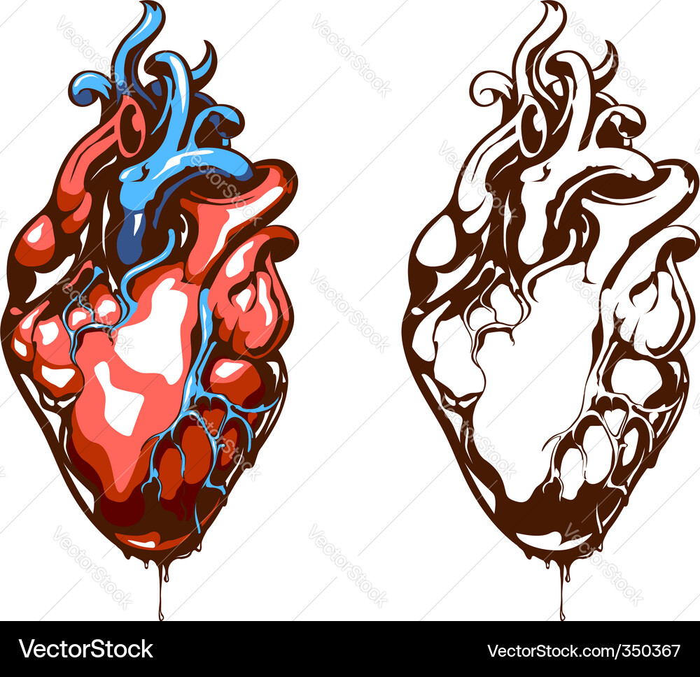 Anatomical heart Royalty Free Vector Image - VectorStock