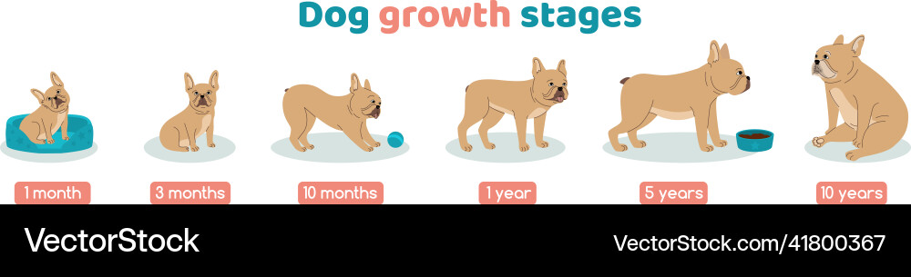 Dog growth stages set Royalty Free Vector Image