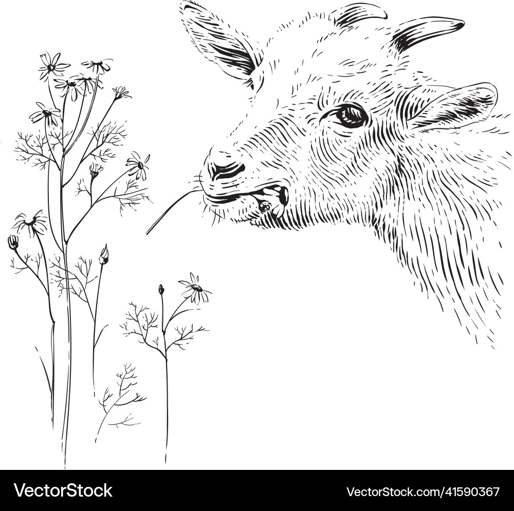 Head goat hand drawing sketch engraving Royalty Free Vector