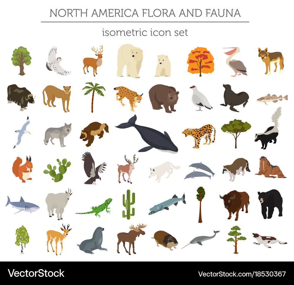 Isometric 3d north america flora and fauna Vector Image