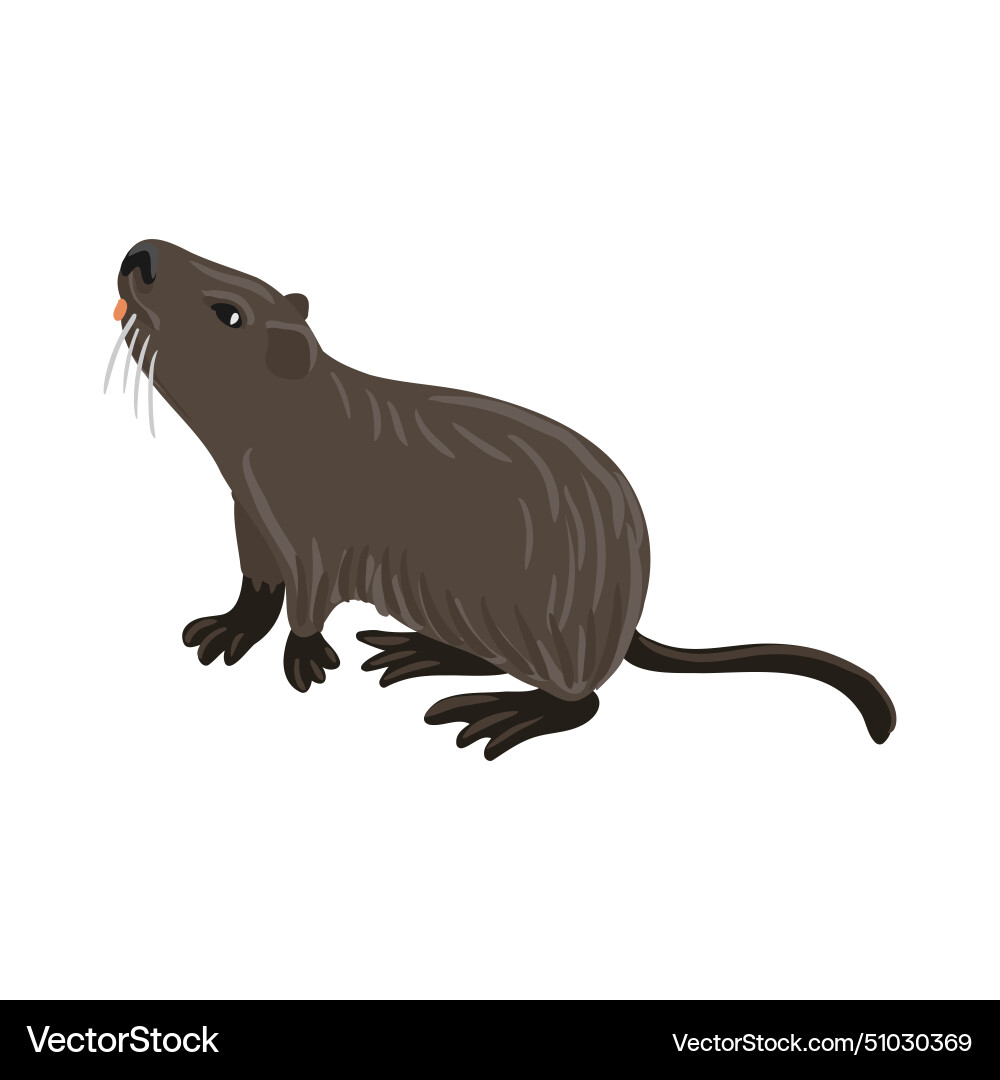Drawing nutria coypu Royalty Free Vector Image