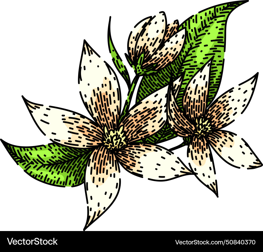 Botanical jasmine sketch hand drawn Royalty Free Vector