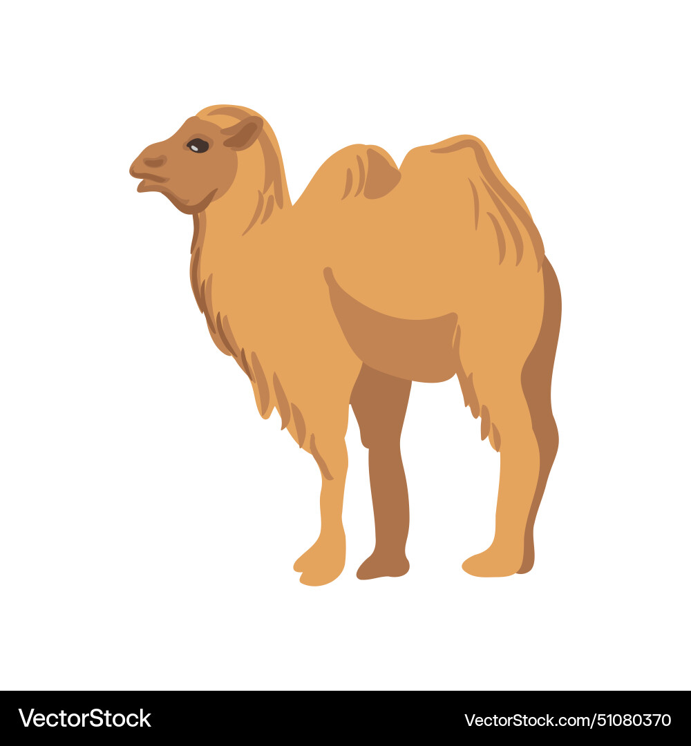 Drawing mongolian camel Royalty Free Vector Image