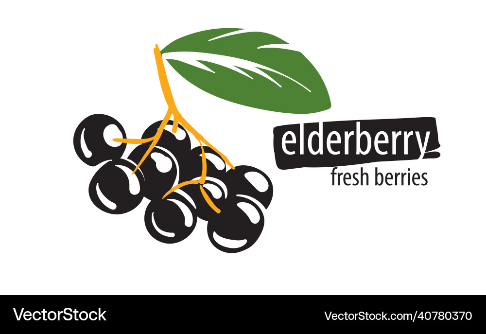 Elderberry Elderberries Icon Vector Images (over 450)