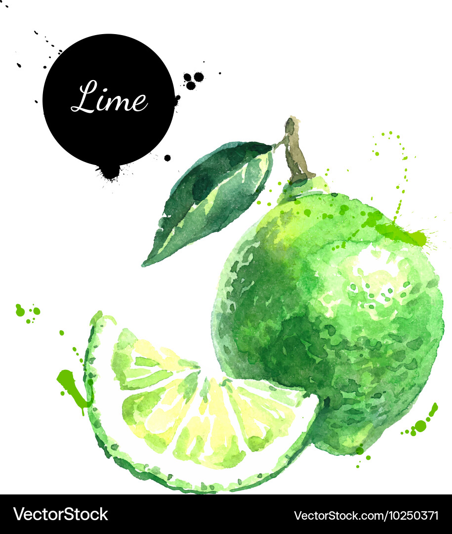 Watercolor hand drawn lime isolated eco natural Vector Image