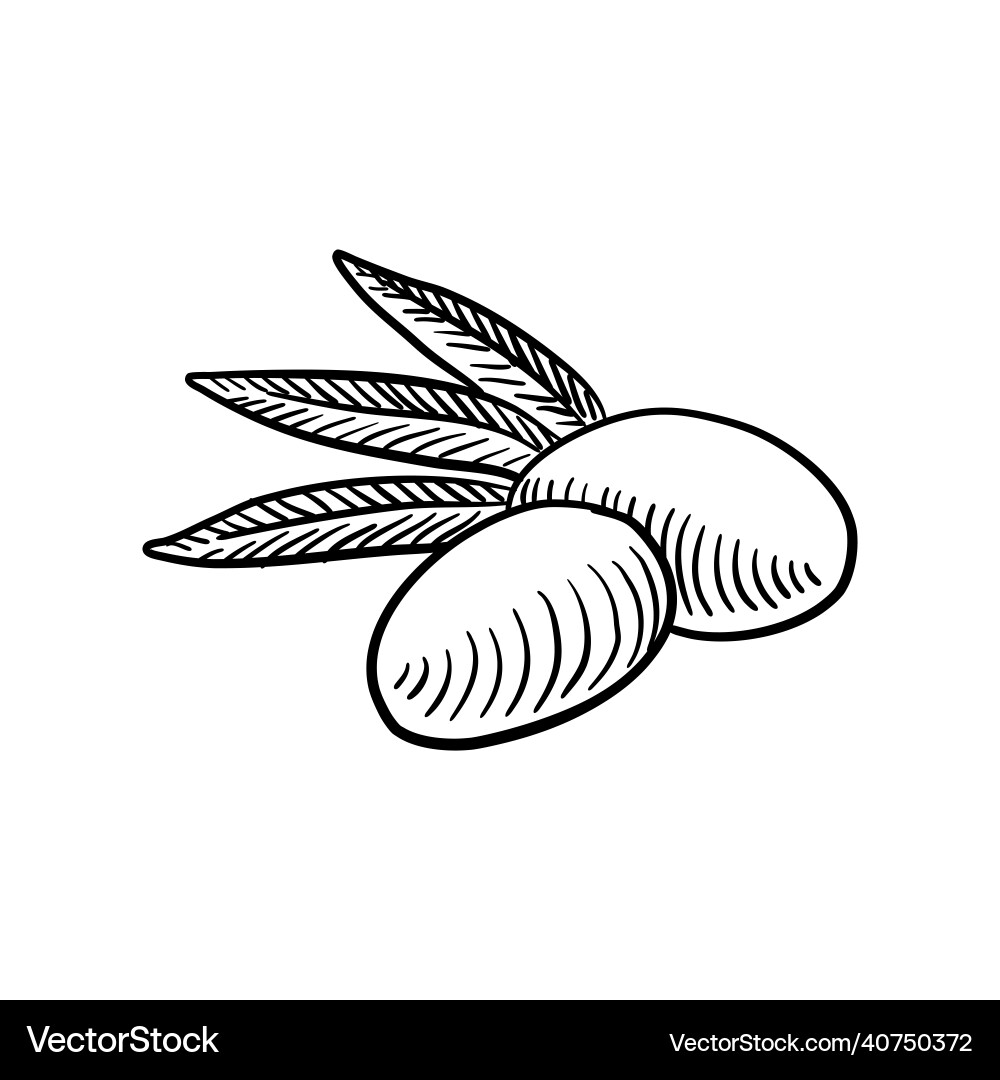 Olives drawing sketch of vegetable Royalty Free Vector Image