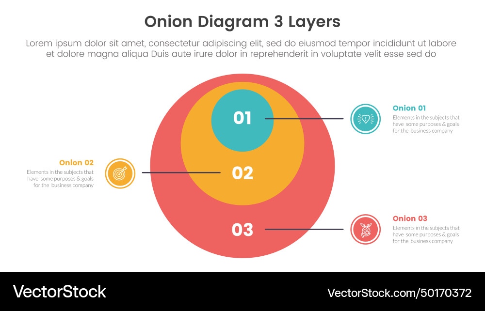 Onion diagram structure for infographic template Vector Image