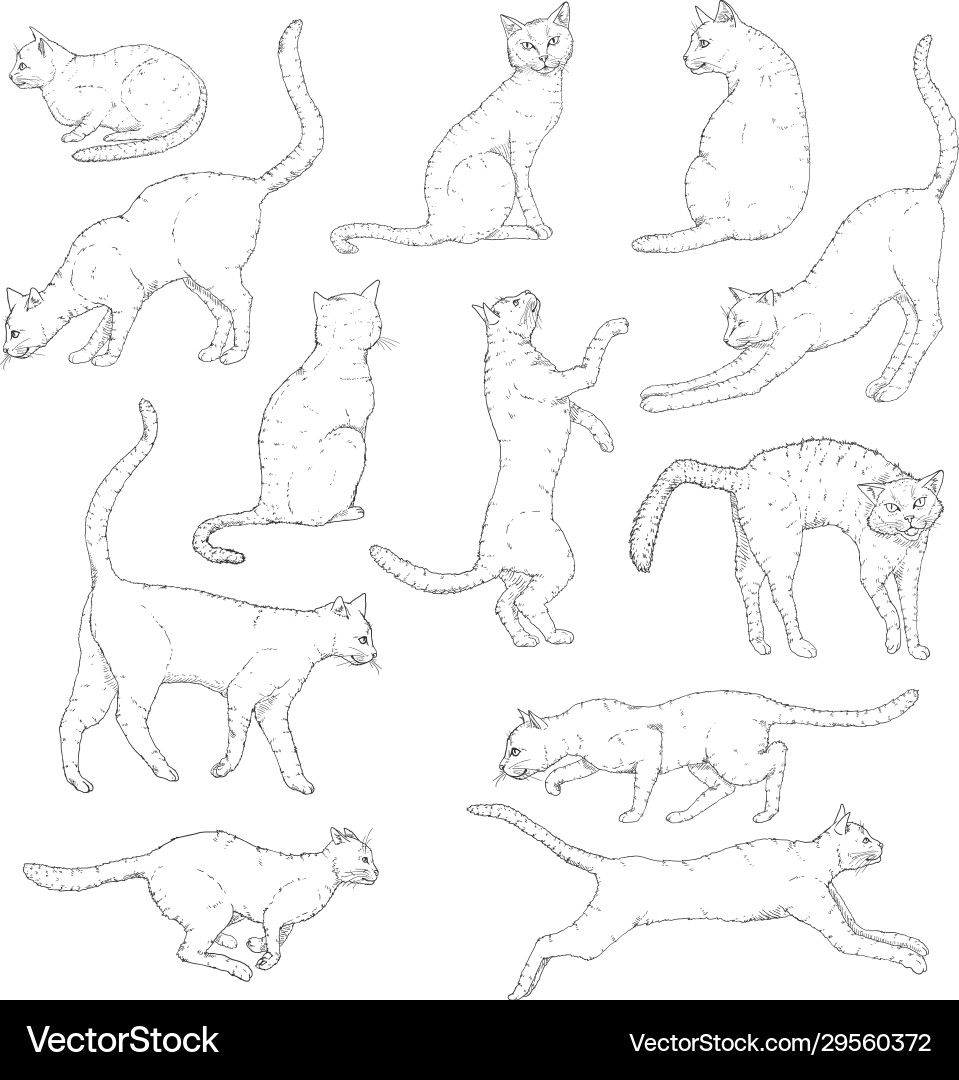 Cat Poses Sketches