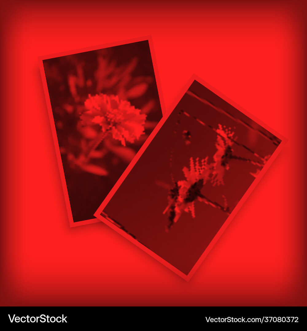 Two hanging photos in red light darkroom Vector Image