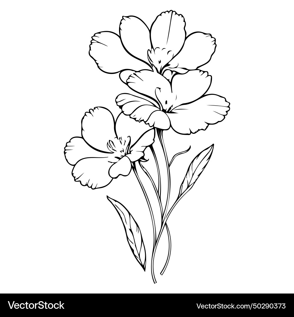 Primrose drawing flower violet hand draw Vector Image