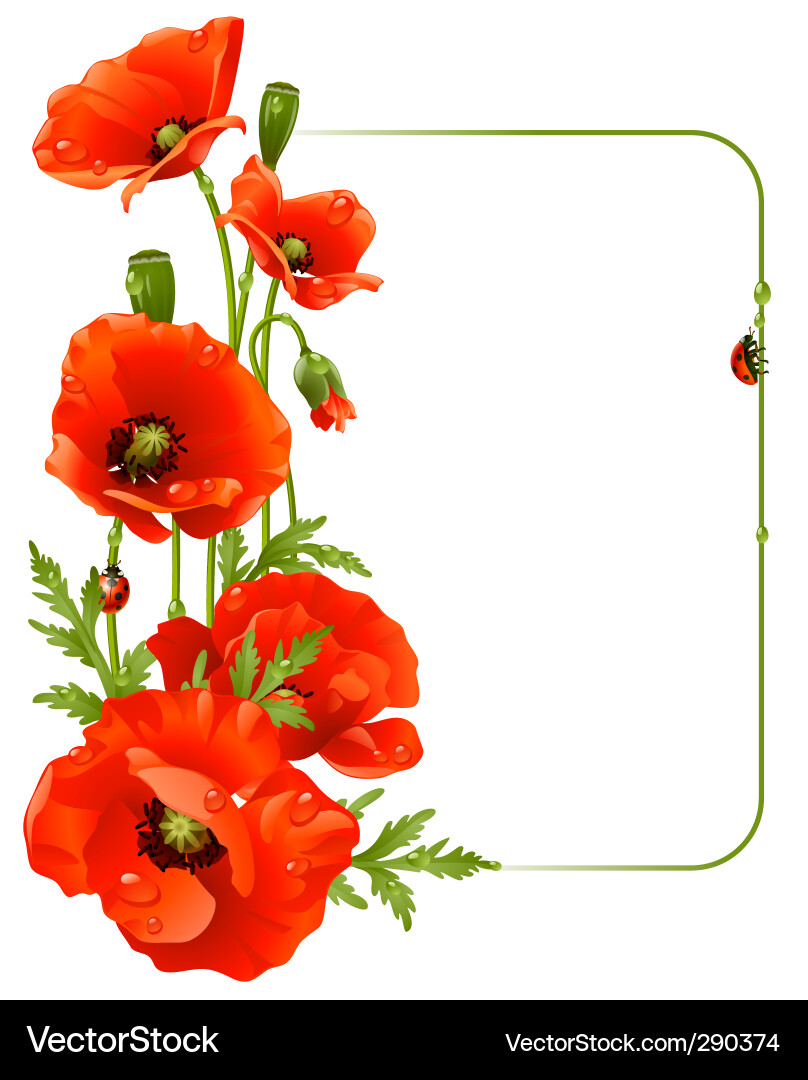 Red Poppy Flower Frame Royalty Free Vector Image