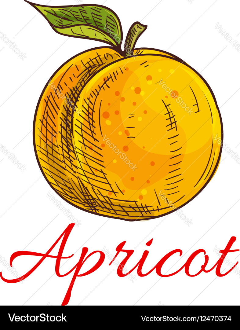 Single Apricot Fruit Sketch Royalty Free Vector Image