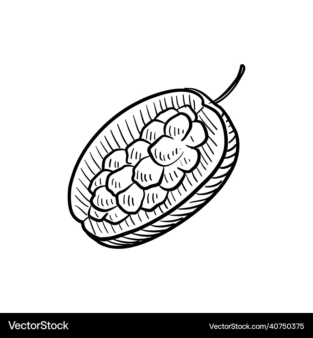 Jackfruit drawing sketch of fruit Royalty Free Vector Image