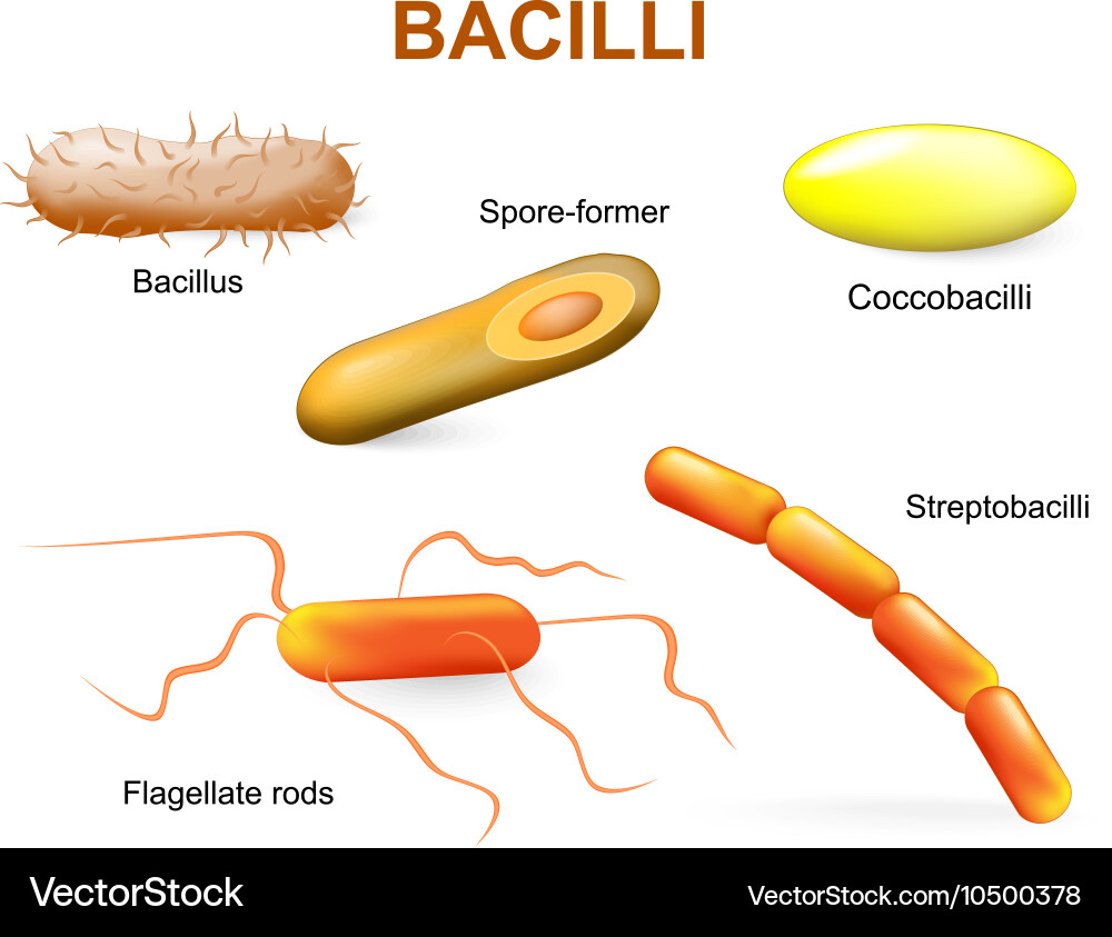 Bacillii Royalty Free Vector Image - VectorStock