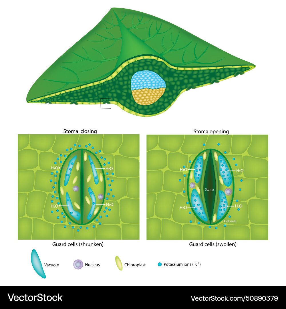 Guard cells swollen and shrunken Royalty Free Vector Image