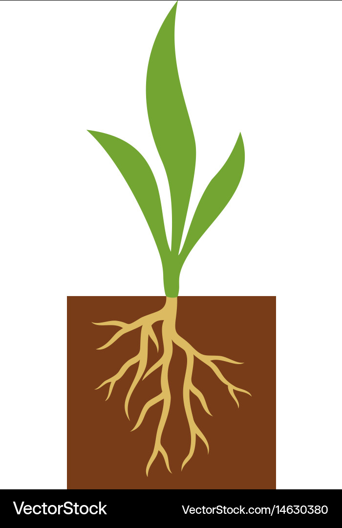 Plant Roots Vector Page 2 | Plant Roots Vector Art, Icons, And