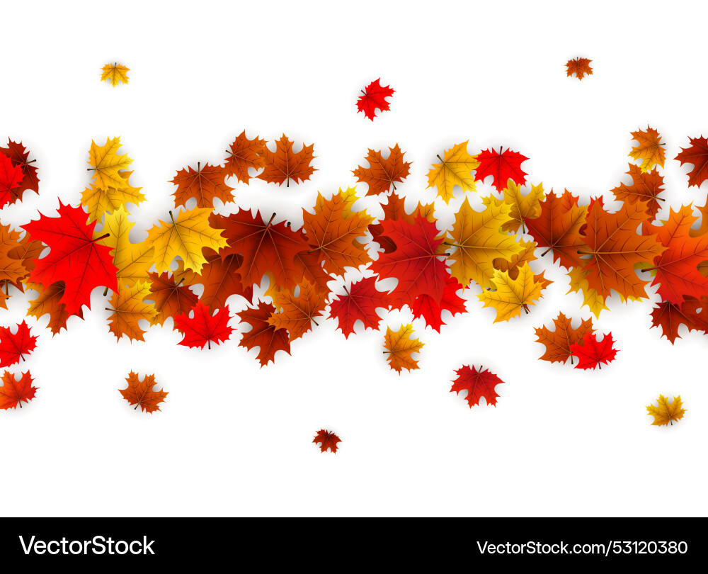 Scattered autumn maple leaves on white background Vector Image