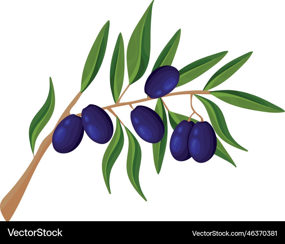 Black olive tree Royalty Free Vector Image - VectorStock