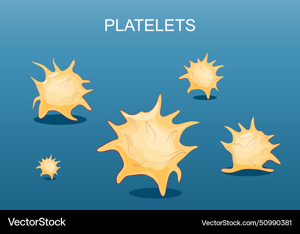 Platelets close-up of thrombocytes Royalty Free Vector Image